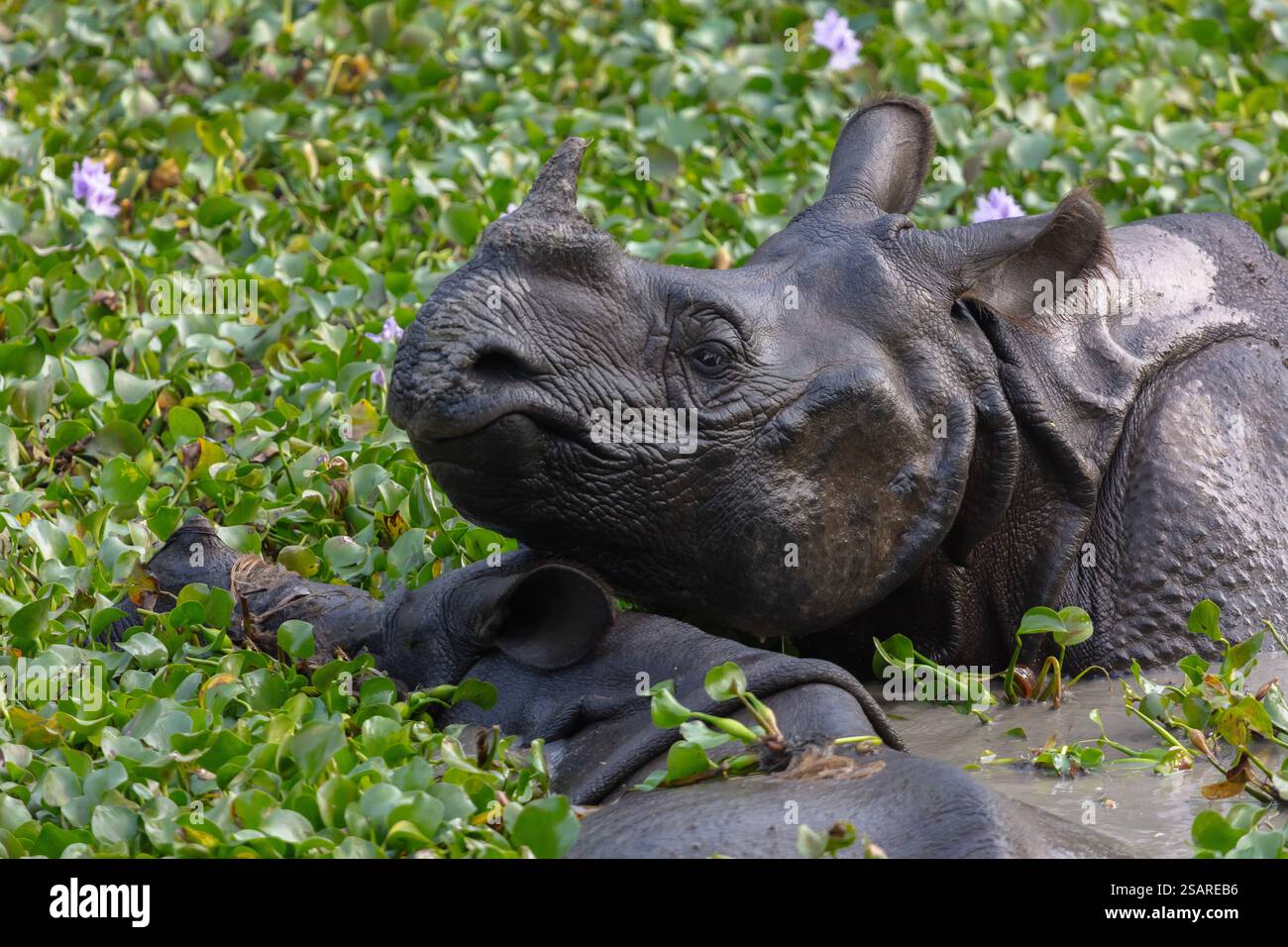 The Sumatran Rhinoceros (Dicerorhinus sumatrensis) with her baby frolic ...