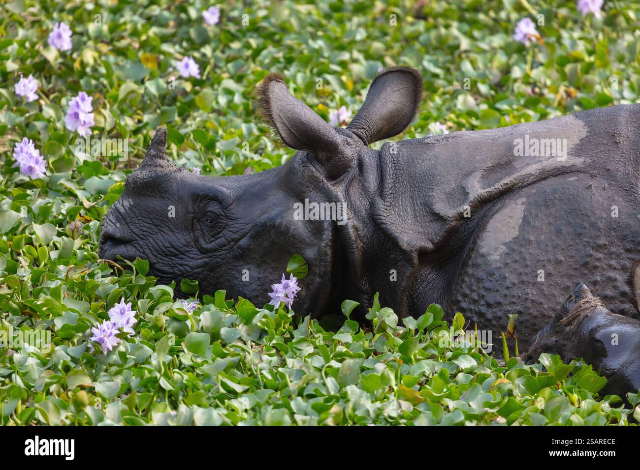 A Sumatran Rhinoceros (Dicerorhinus sumatrensis) in a pond of water ...