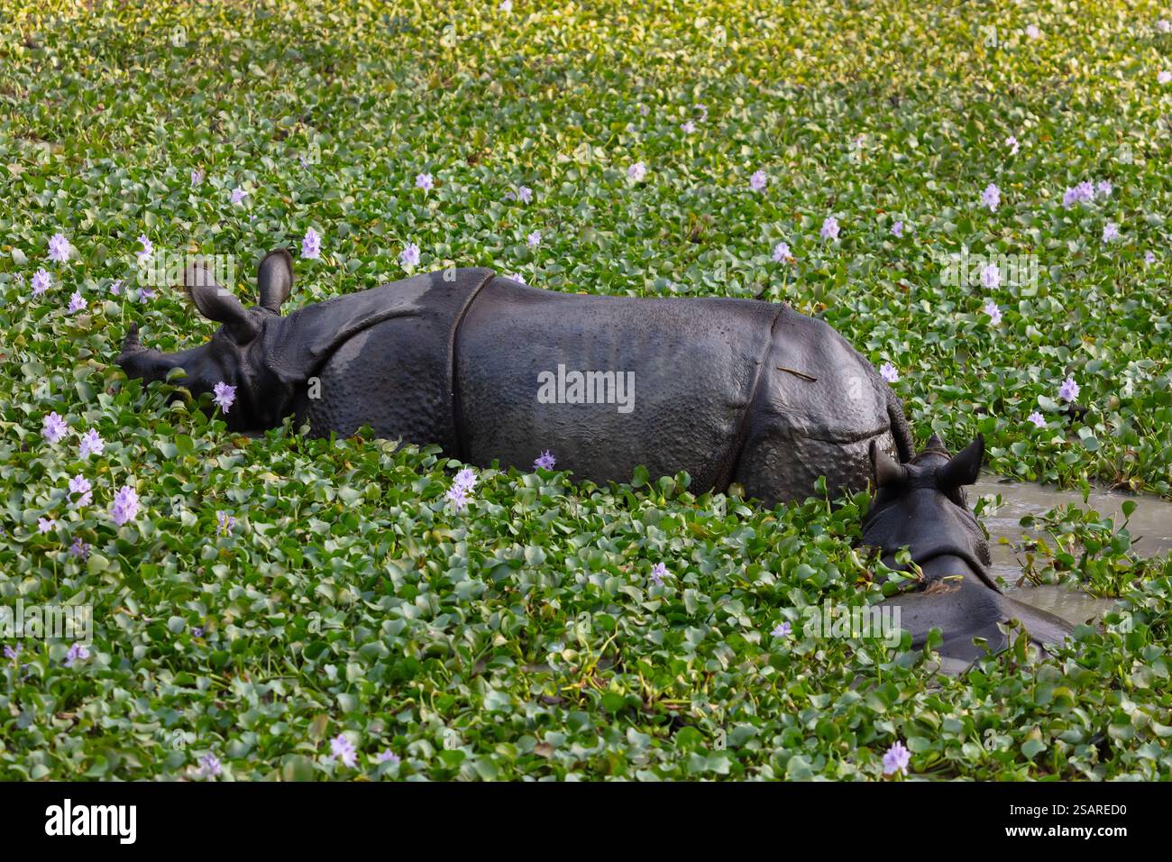 The Sumatran Rhinoceros (Dicerorhinus sumatrensis) with her baby frolic ...