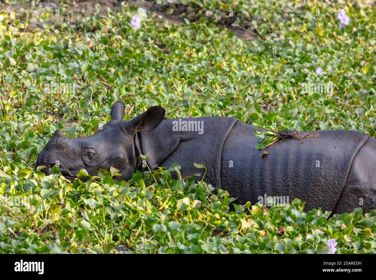 A Sumatran Rhinoceros (Dicerorhinus sumatrensis) in a pond of water ...