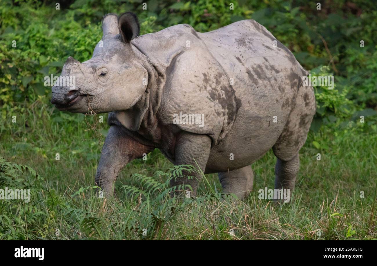 A Sumatran Rhinoceros (Dicerorhinus sumatrensis) in Chitwan National ...