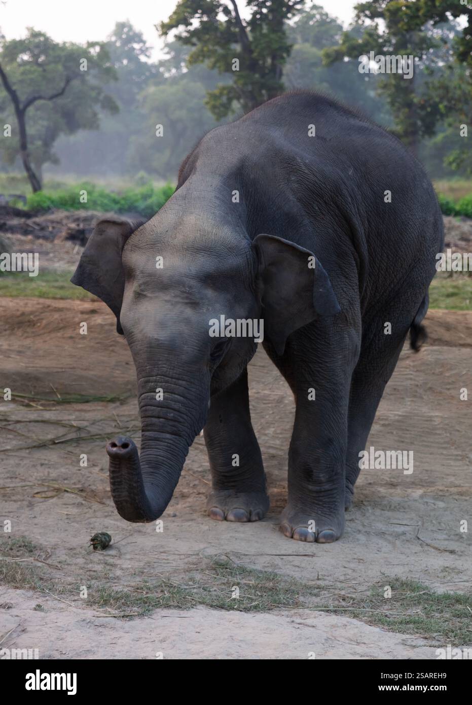 The Elephant breeding camp on the outskirts of Chitwan National Park ...