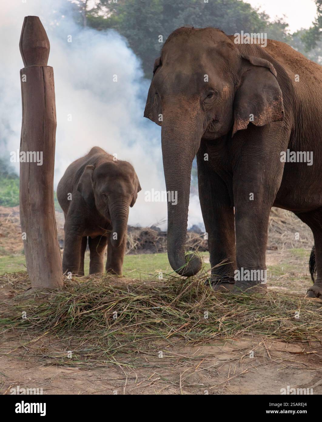 Mother and baby AsianElephant (Elephas maximus)breeding camp on the ...