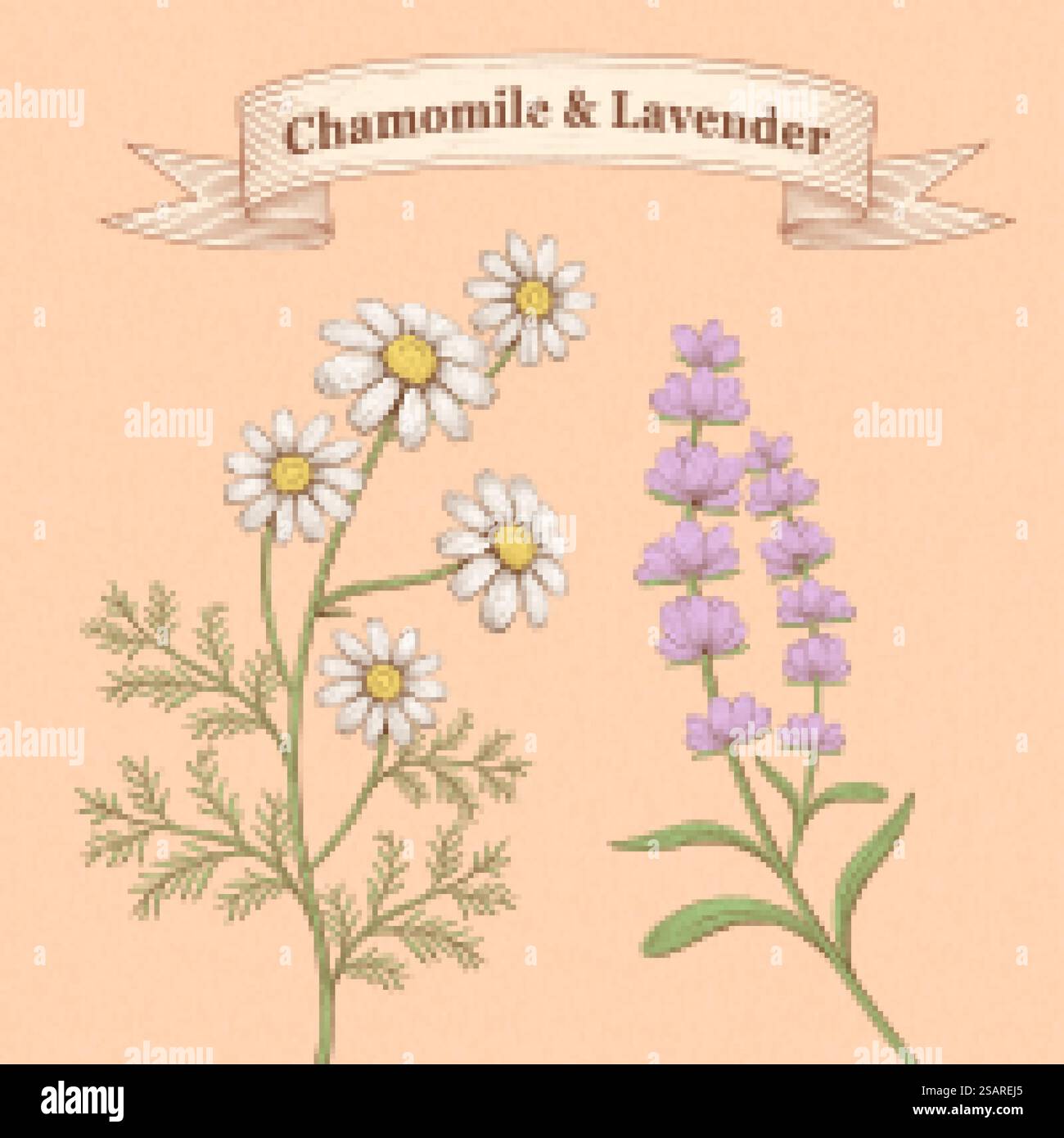 Botanical drawing chamomile Stock Vector Images - Alamy