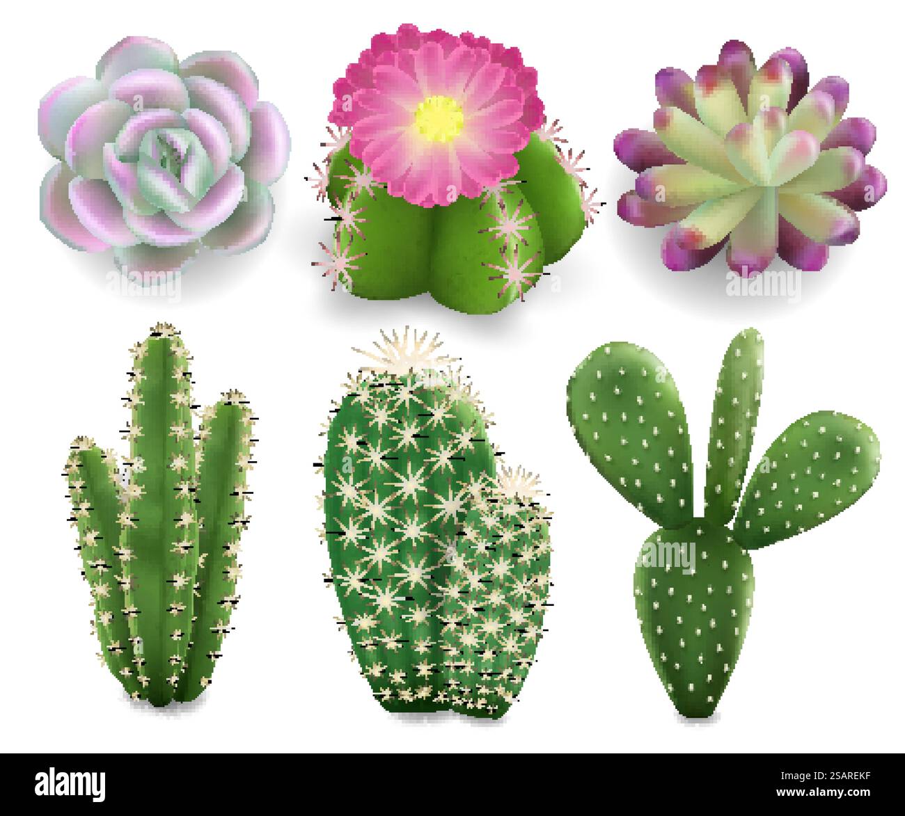 Realistic cactus and succulent plants set, vector illustration isolated ...