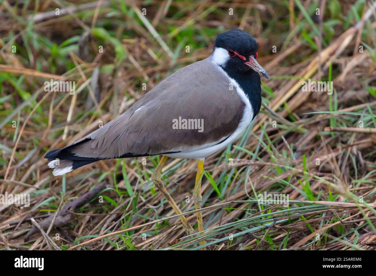 A Red Wattle Lapwing (Vanellus indicus) in Chitwan National Park , a ...