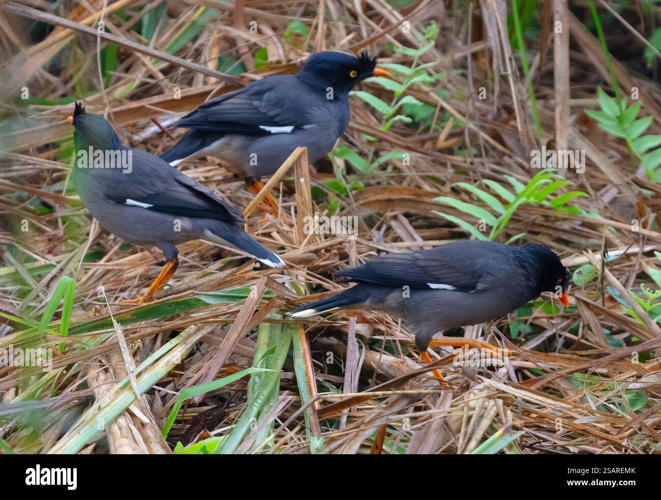 Common Myna birds (Acridotheres tristis) in Chitwan National Park , a ...