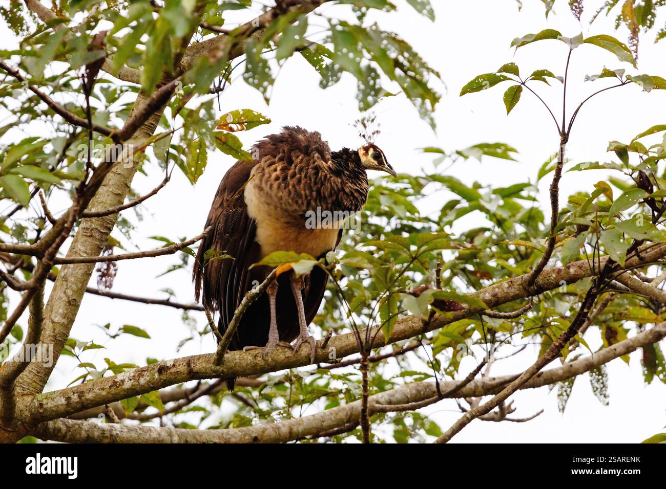 Indian peafowl pavo cristatus in hi-res stock photography and images ...