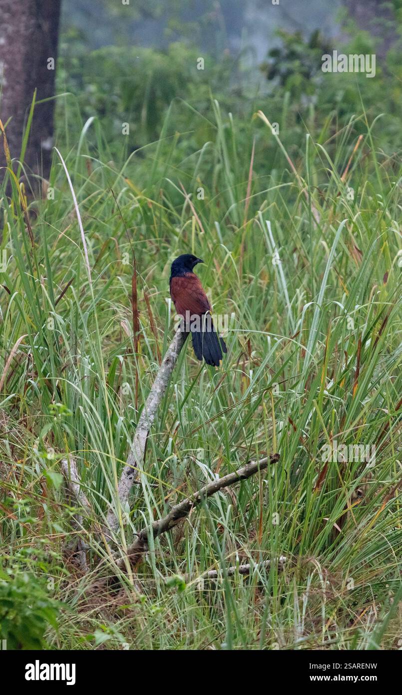 Greater coucal hi-res stock photography and images - Alamy