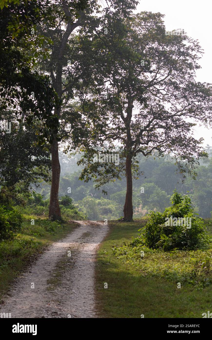 Safari road through the Tropical forest in Chitwan National Park , a ...