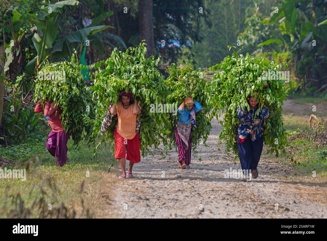 Taru villagers harvest plant in the Tarai region of Nepal Stock Photo ...