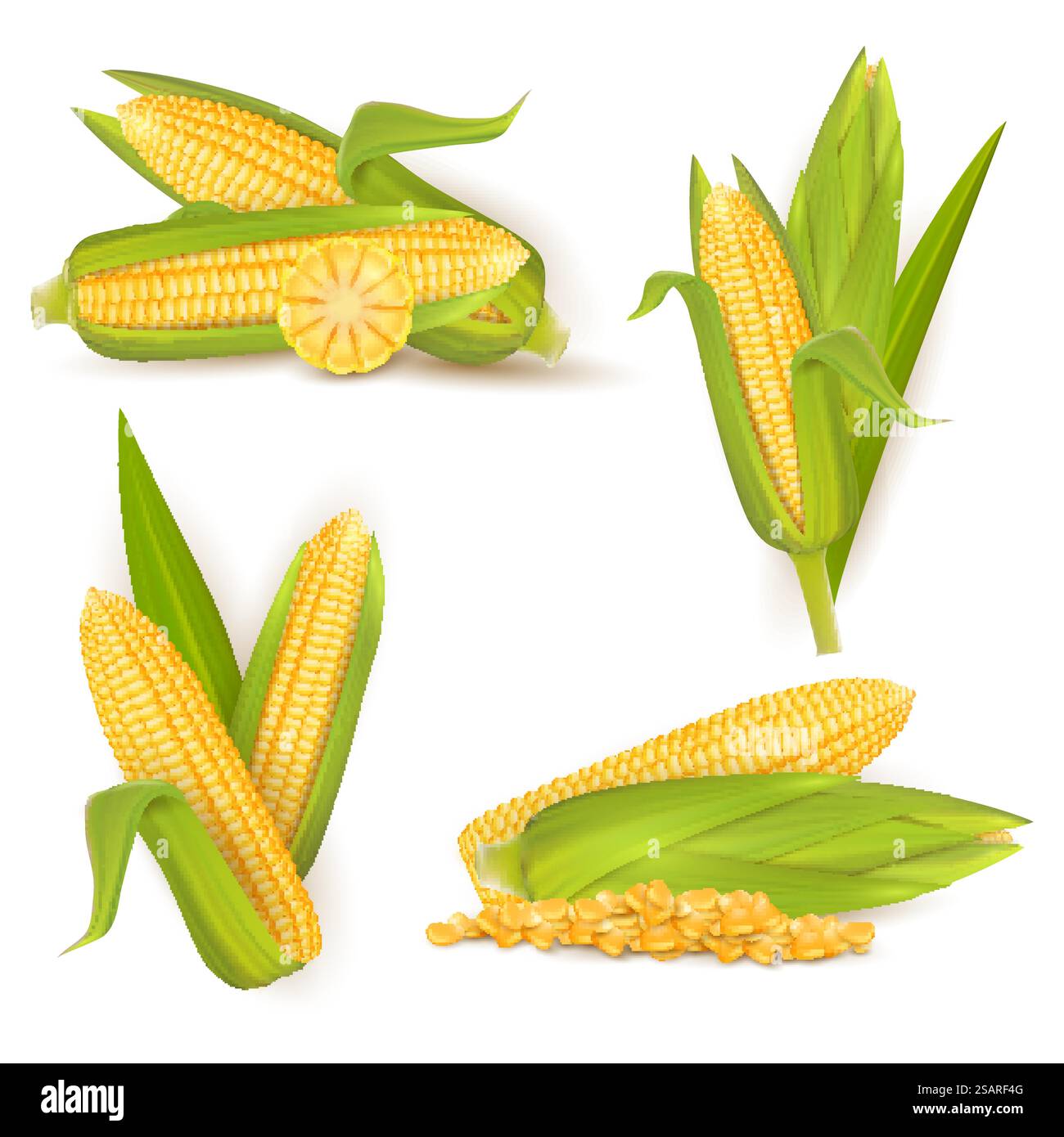 Realistic sweet corn set, vector illustration isolated on white background. Ripe golden corn ...