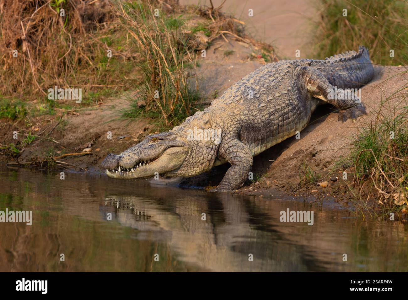 A Mugger Crocodile (Crocodylus palustris) on the Narayani River in ...