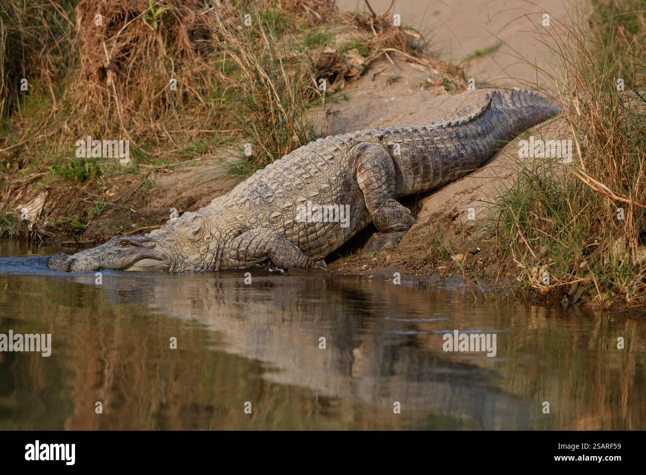 A Mugger Crocodile (Crocodylus palustris) on the Narayani River in ...