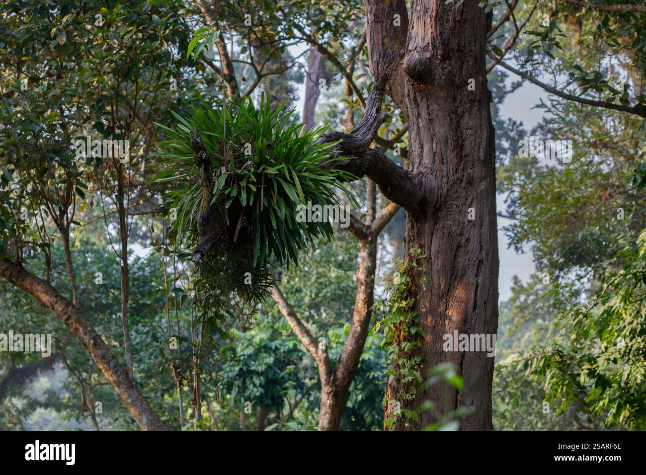 A native orchid grows in the tropical forest in Chitwan National Park ...