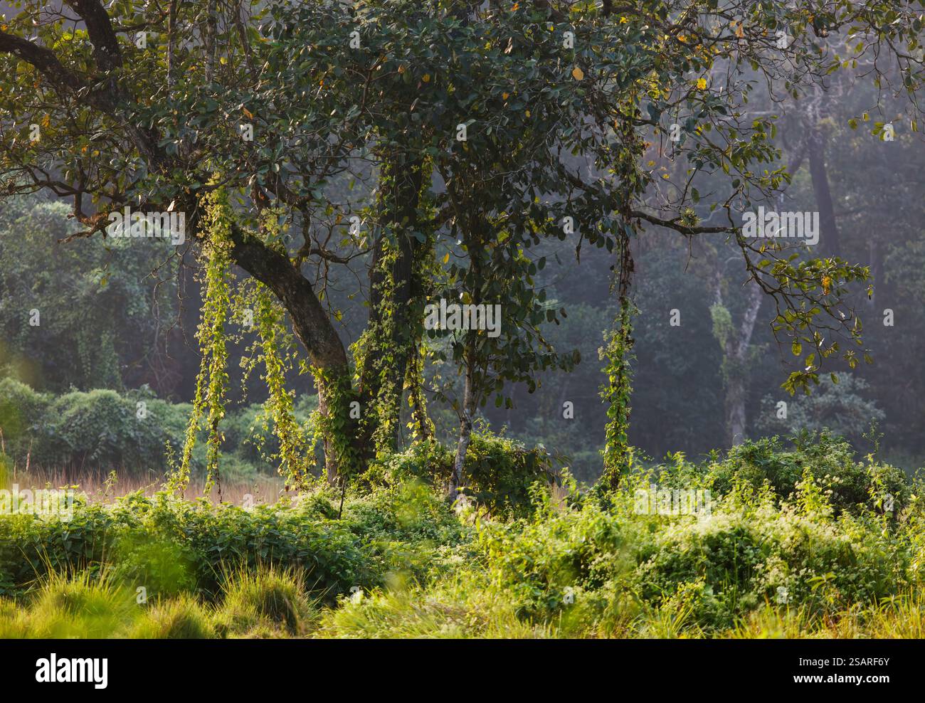 Tropical forest in Chitwan National Park , a World Heritage Site in the ...