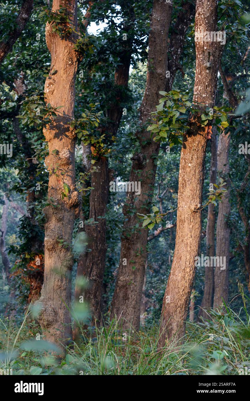 Tropical forest in Chitwan National Park , a World Heritage Site in the ...