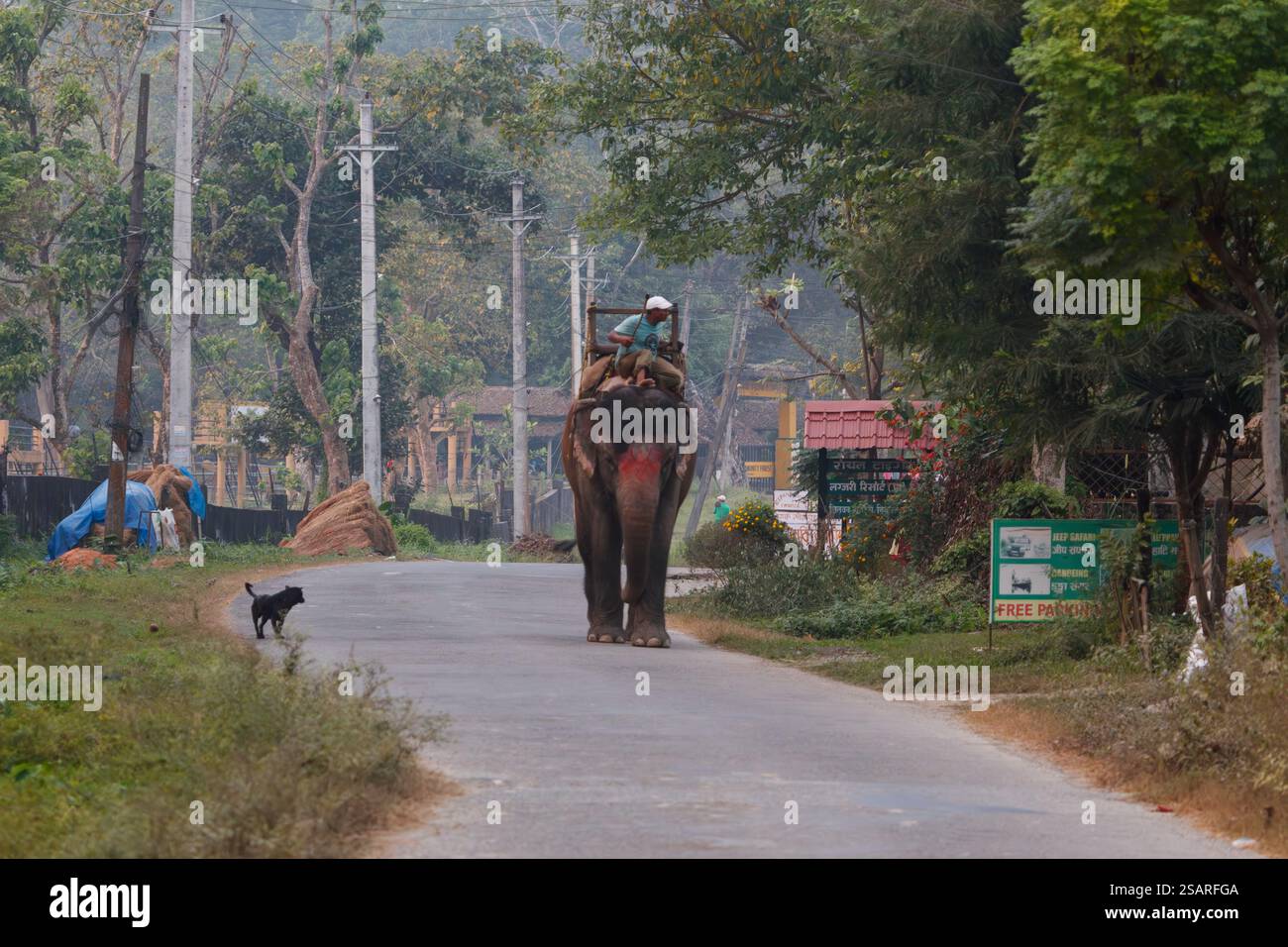 A mahout rides his Asian Elephant on the way back from the Chitwan ...