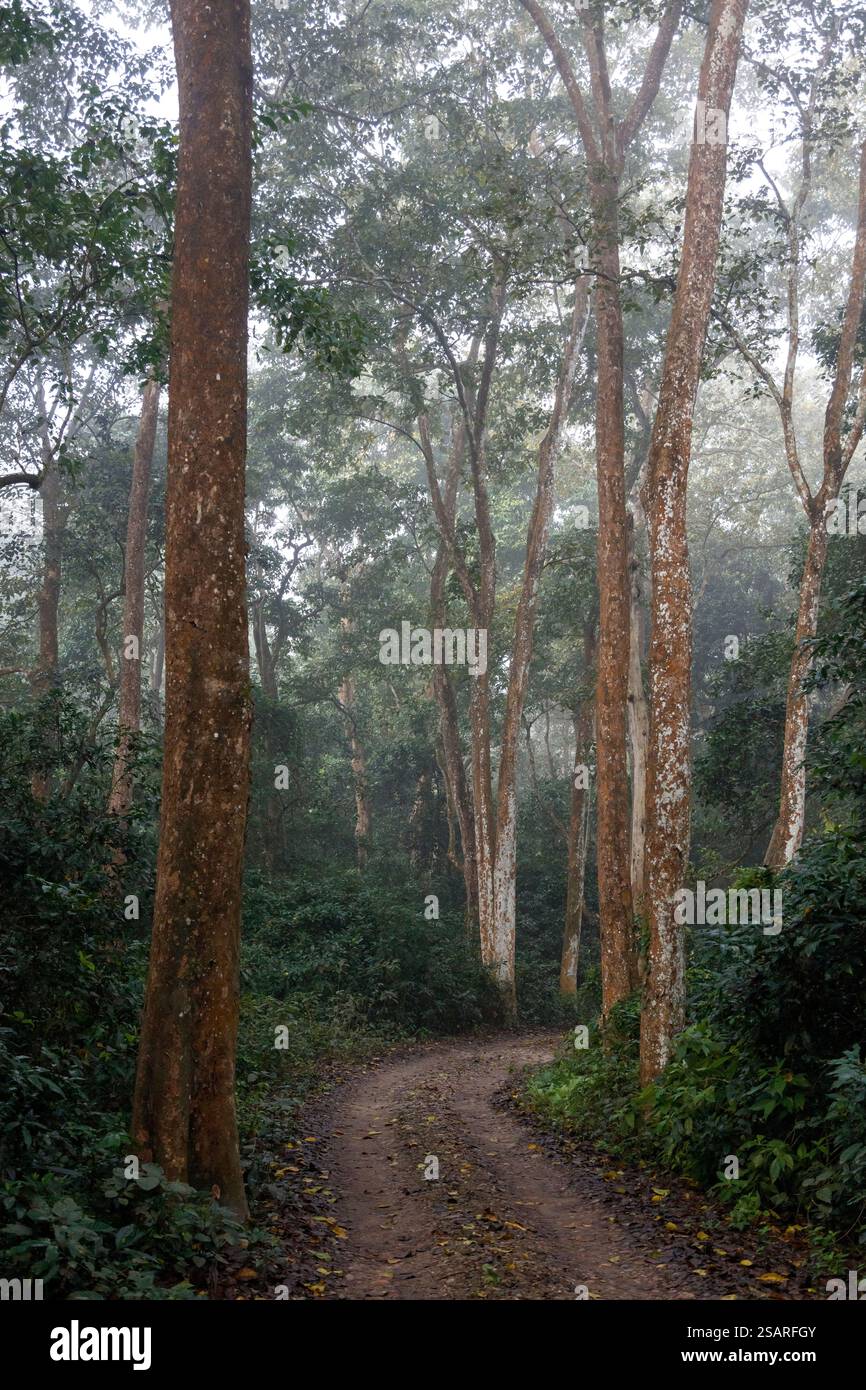 A safari road in the tropical rainforest in Chitwan National Park , a ...