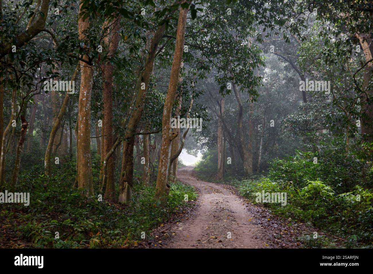 A safari road in the tropical rainforest in Chitwan National Park , a ...