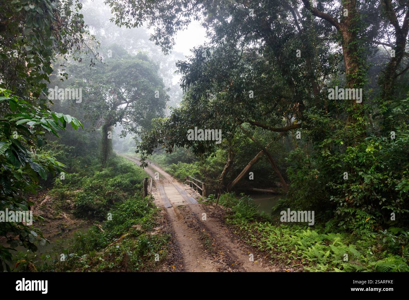 A safari road in the tropical rainforest in Chitwan National Park , a ...