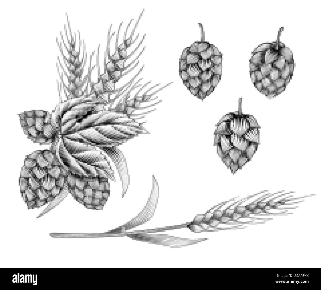 Engraving style hops and wheat Stock Vector Image & Art - Alamy