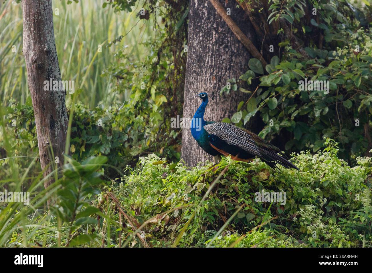 A male Indian Peacock (Pavo cristatus) in Chitwan National Park , a ...
