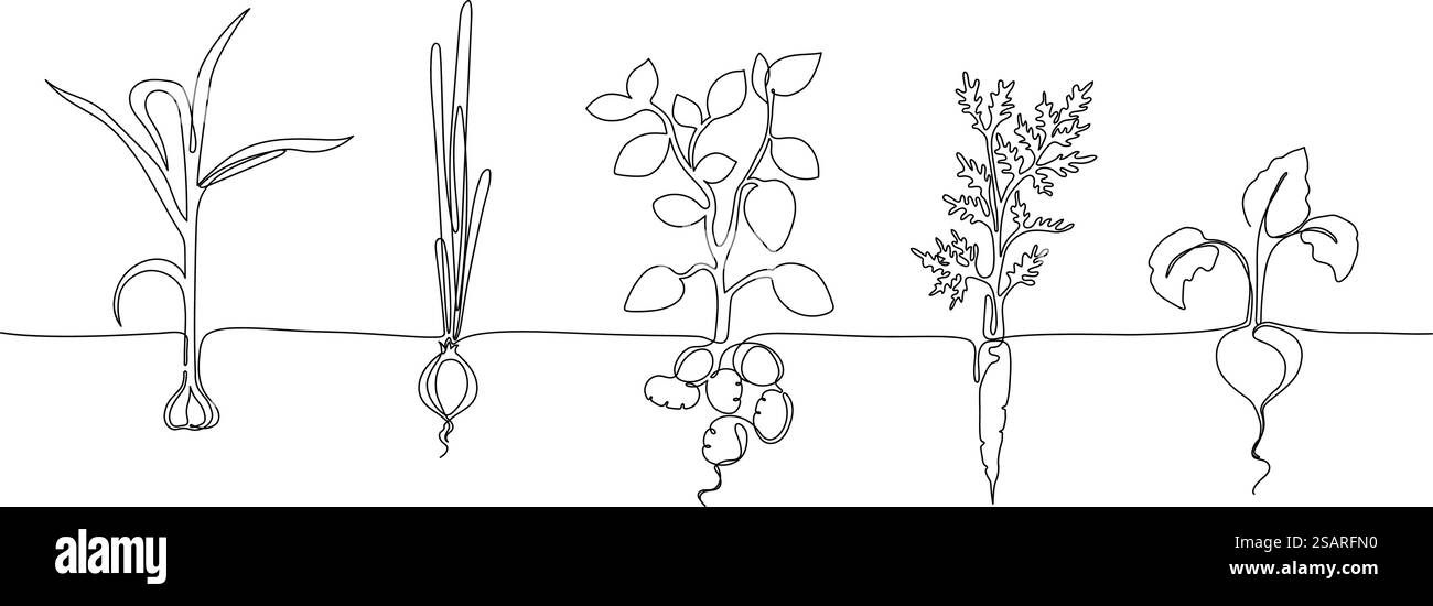 One continuous line vegetable row. Hand drawn growing root crops ...
