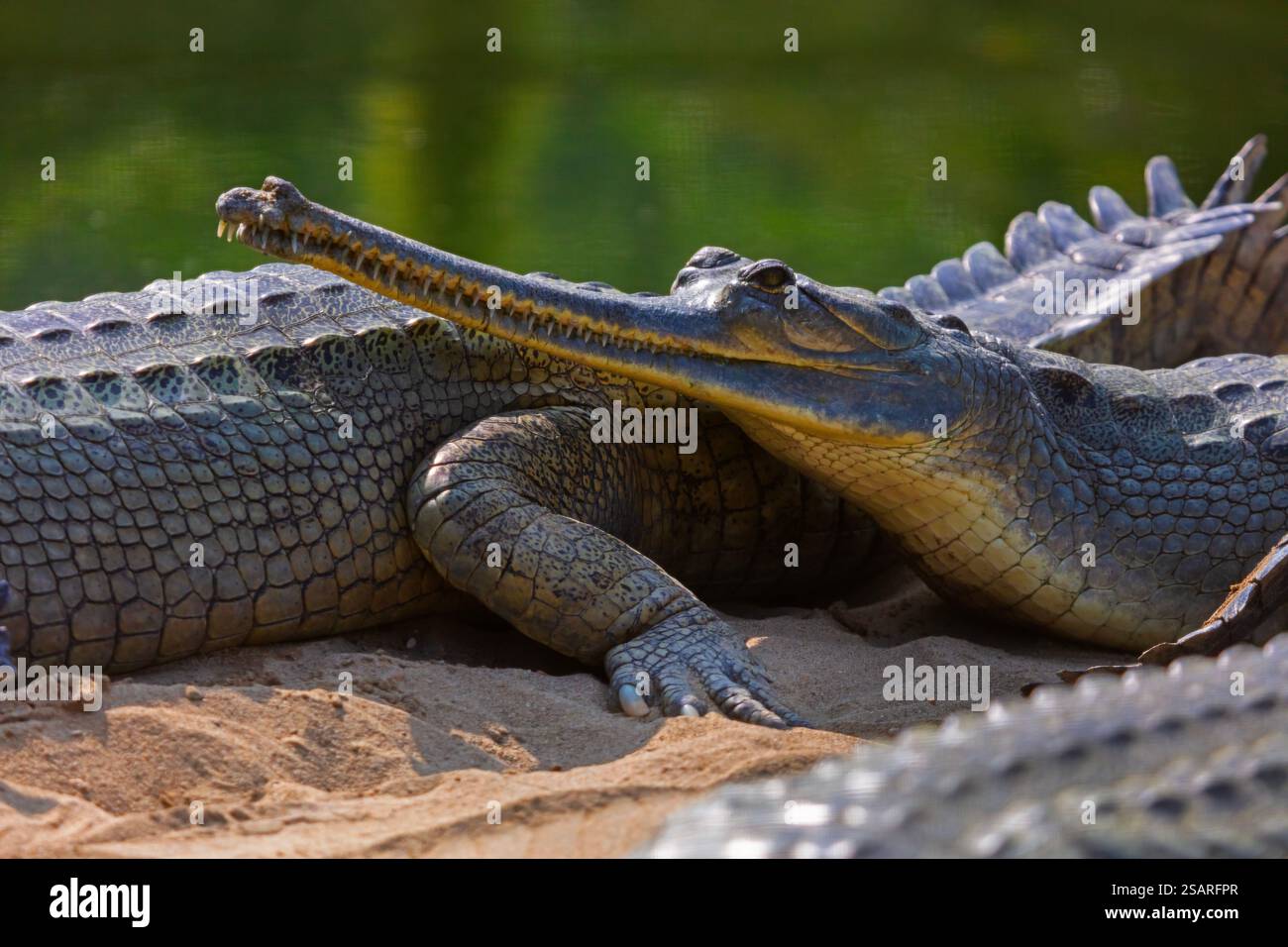 The endangered Gharial Crocodile (Gavialis gangeticus) in Chitwan ...