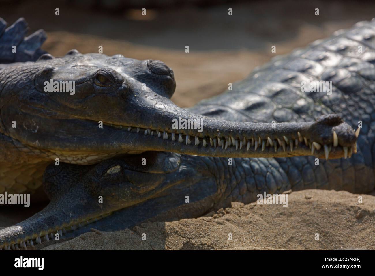 The endangered Gharial Crocodile (Gavialis gangeticus) in Chitwan ...