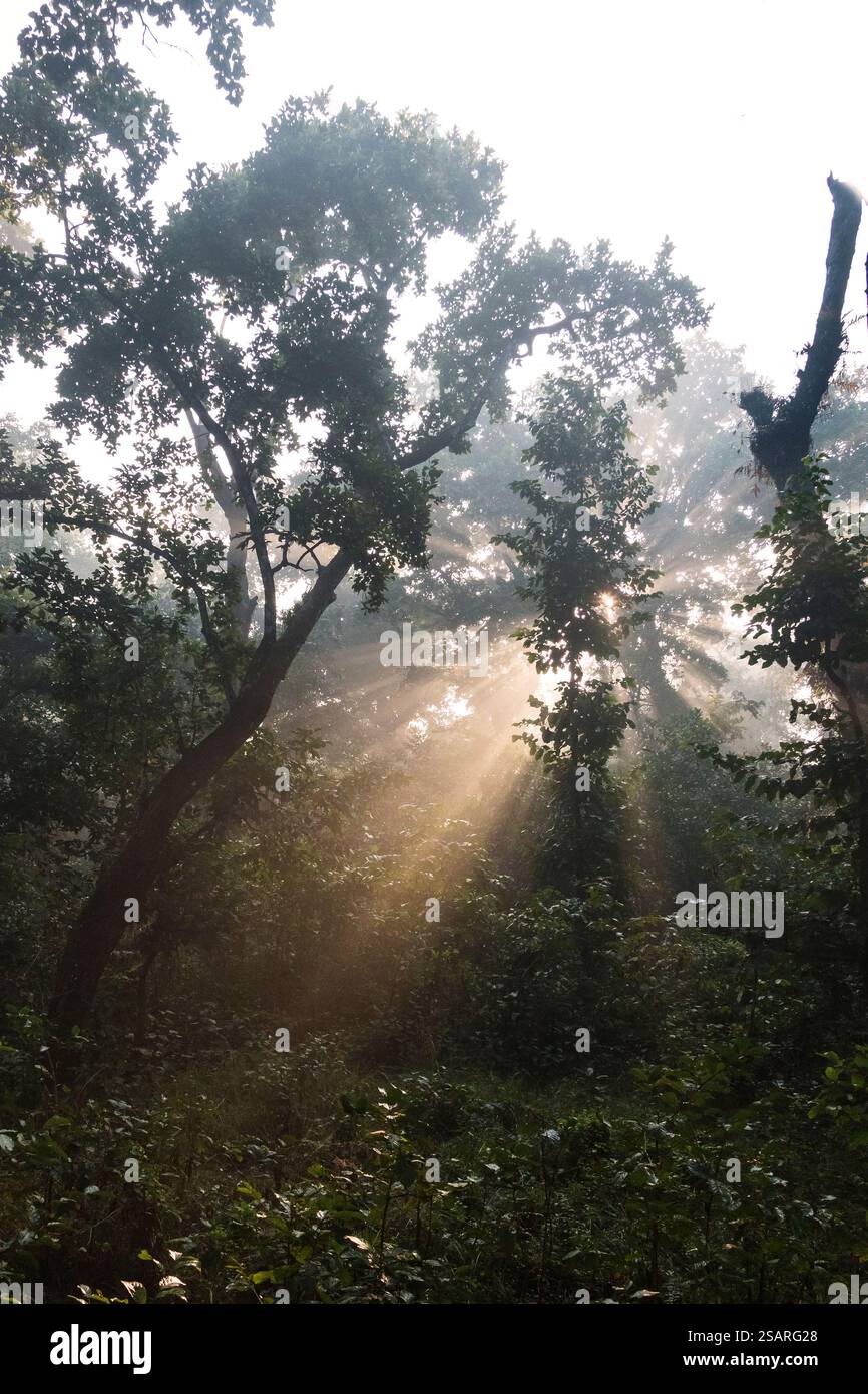 Sunrays illuminate the tropical forest in Chitwan National Park , a ...