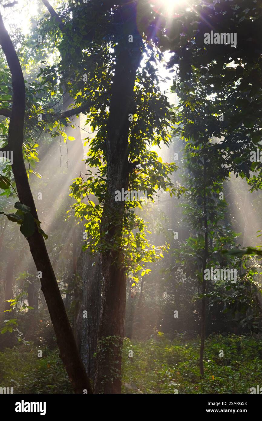 Sunrays illuminate the tropical forest in Chitwan National Park , a ...