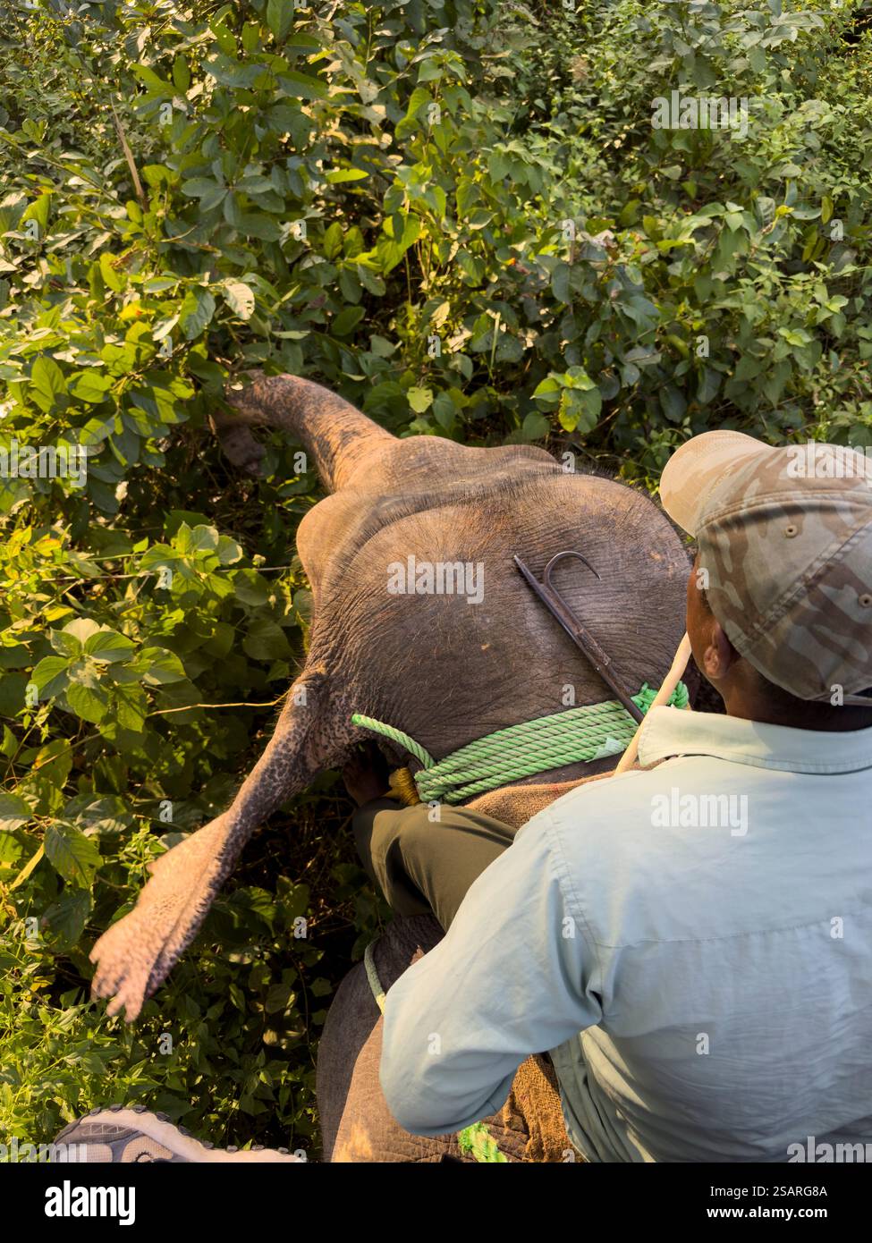 A mahout spends his life with one elephant in Chitwan National Park is ...
