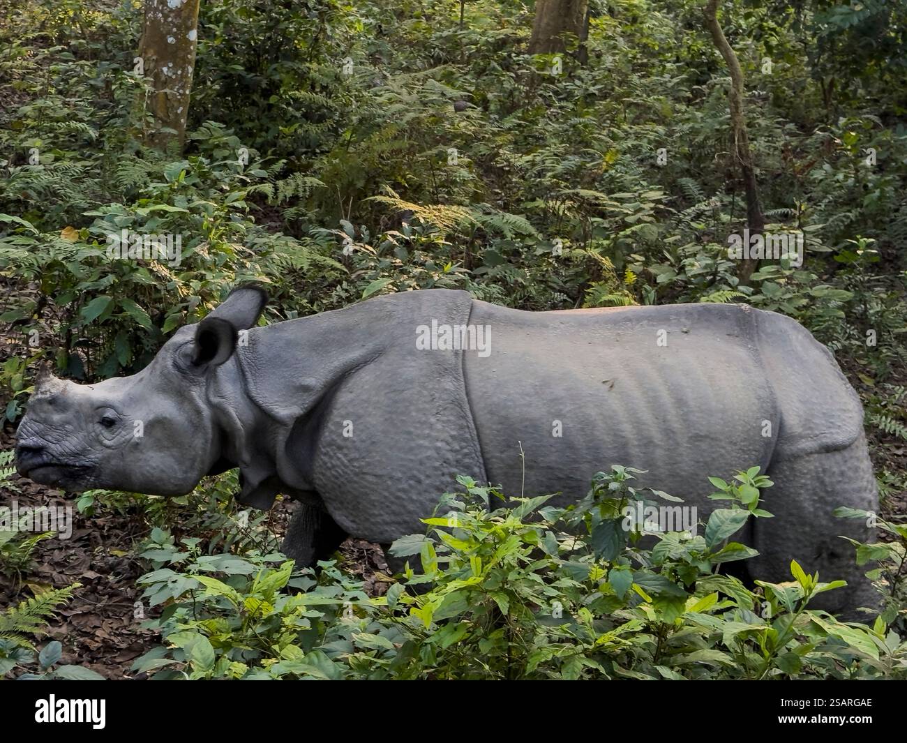A Sumatran Rhinoceros (Dicerorhinus sumatrensis) in Chitwan National ...