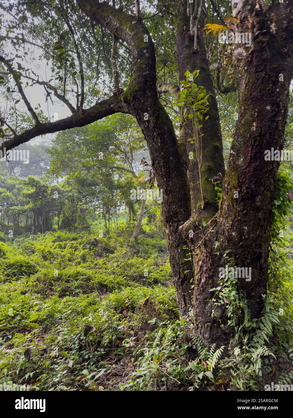 Tropical forest in Chitwan National Park , a World Heritage Site in the ...