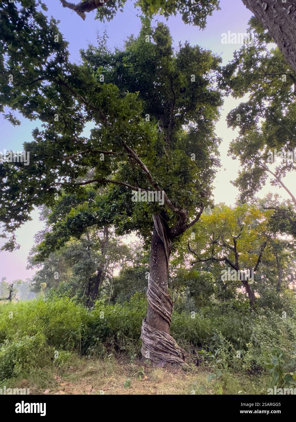A strangeler vine grows around a tree in the tropical forest in Chitwan ...