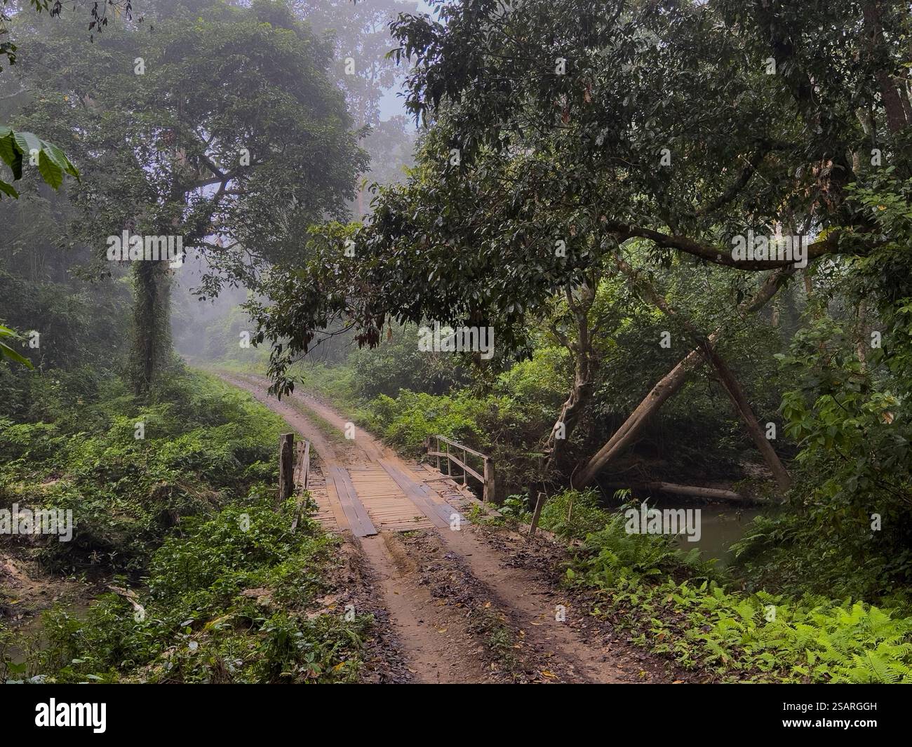 A safari road in the tropical forest in Chitwan National Park , a World ...
