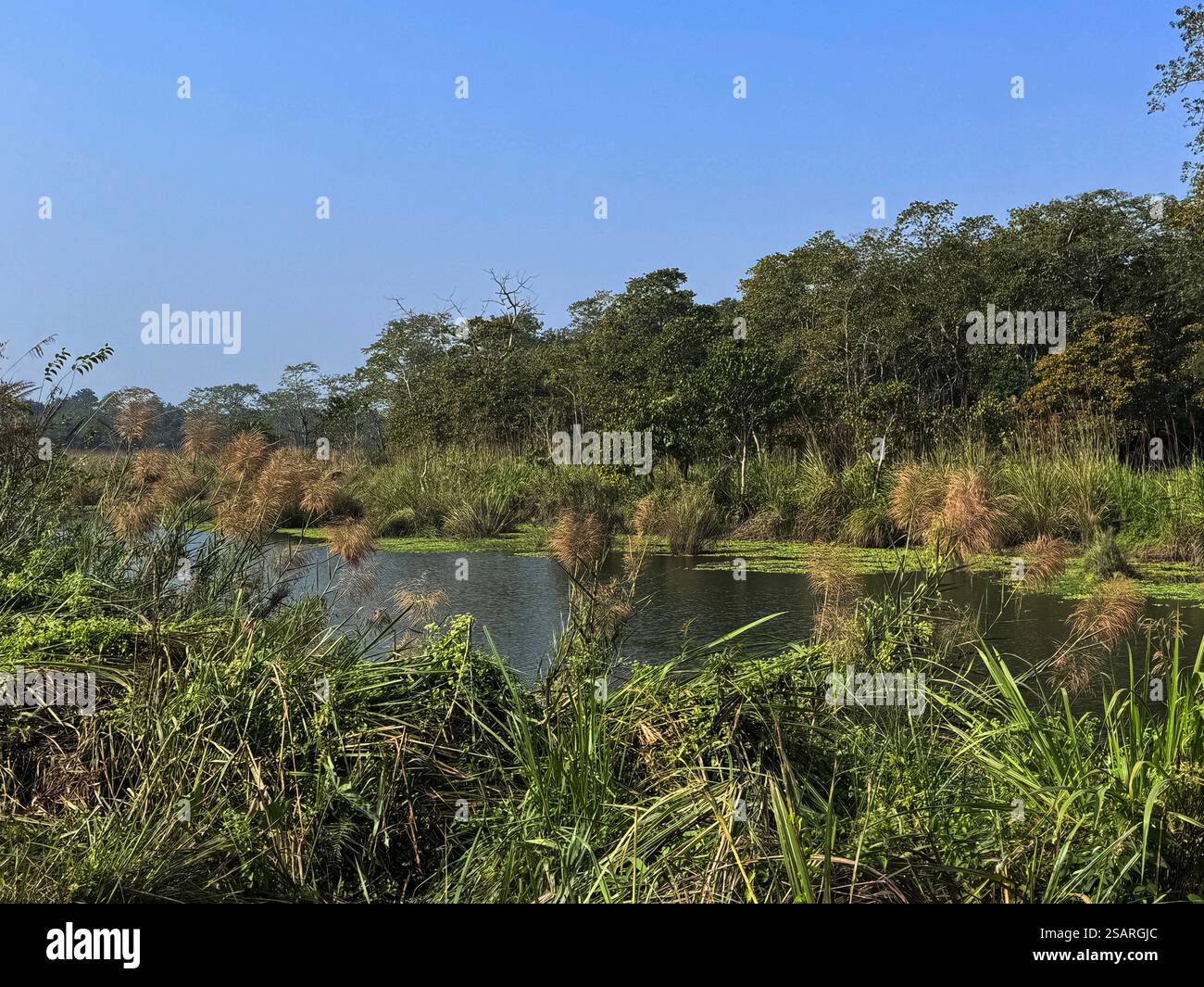 A waterway in the tropical forest of Chitwan National Park , a World Heritage Site in the Terai ...
