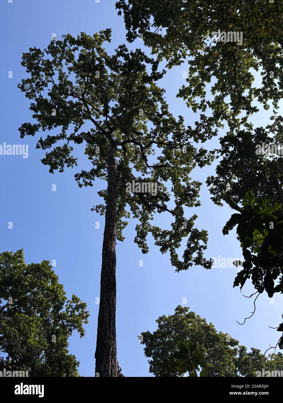 Tropical forest in Chitwan National Park , a World Heritage Site in the ...