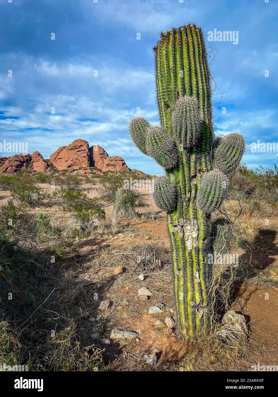 A solitary cactus standing tall with the iconic red buttes in the ...