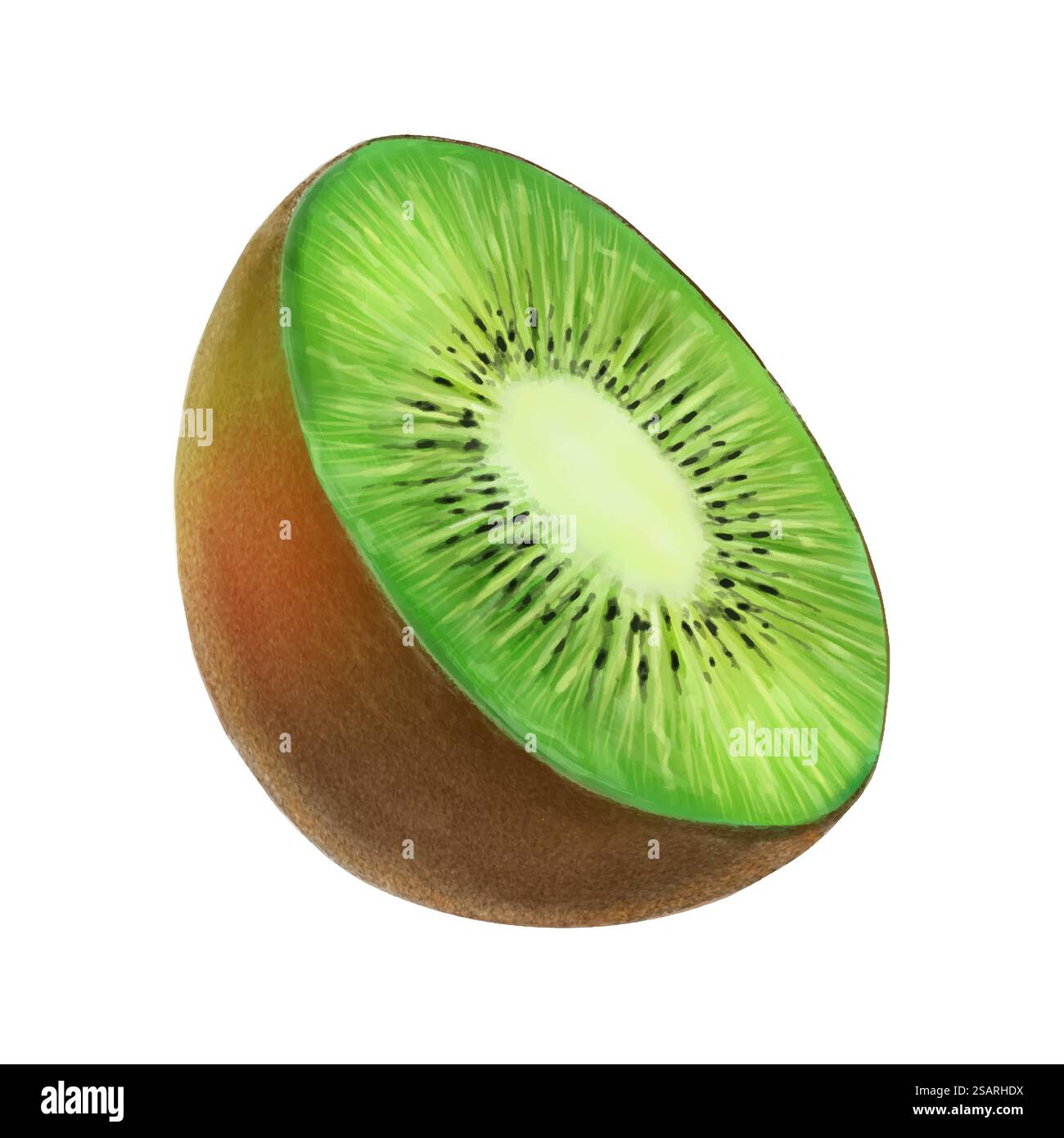 Kiwi fruit isolated on white background. Realistic illustration eps10 ...