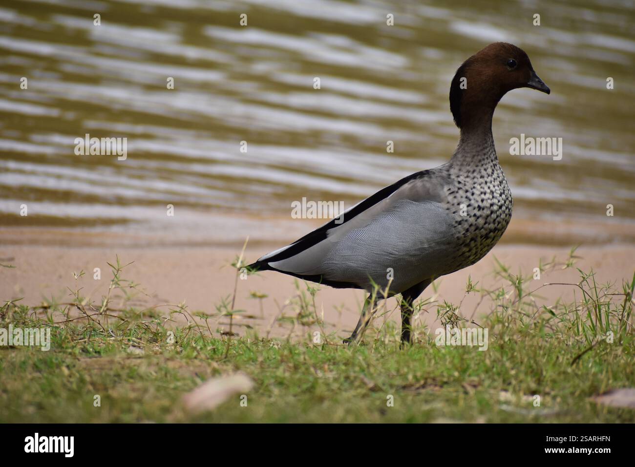 Australian Wood Duck, Murray River, Australia Stock Photo - Alamy