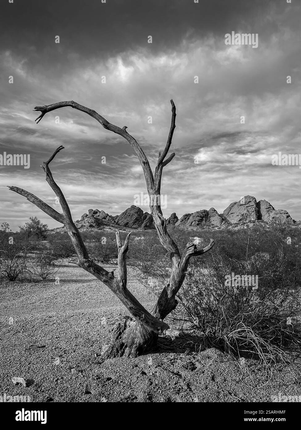 A dramatic black and white view of a dead tree with the Papago Buttes ...