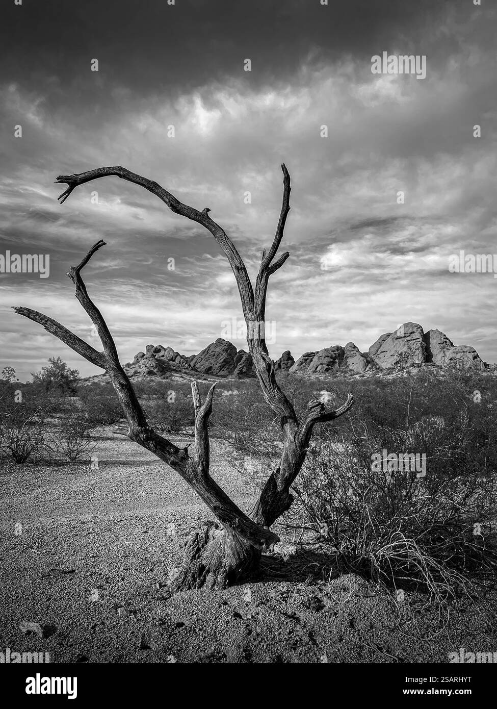 A dramatic black and white view of a dead tree with the Papago Buttes ...