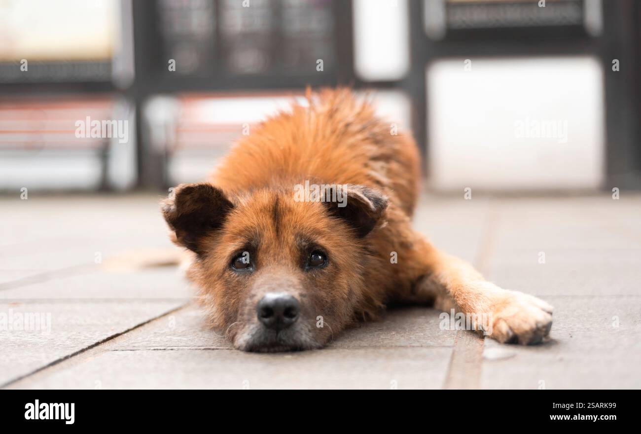 A fluffy brown stray dog lay on the ground with a sad look in its eyes ...