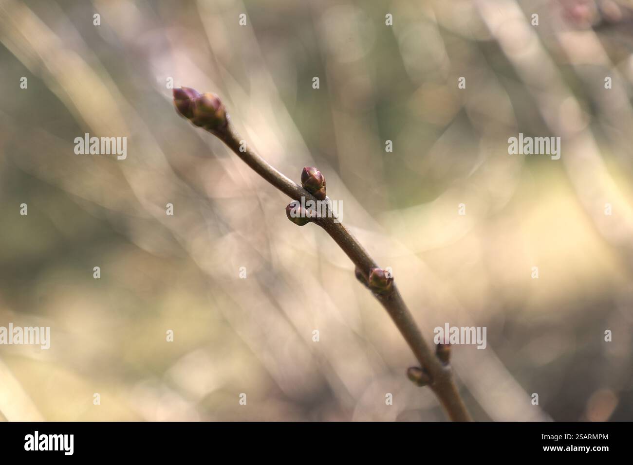 KYIV, UKRAINE - JANUARY 30, 2025 - Young buds sprout on the tree ...