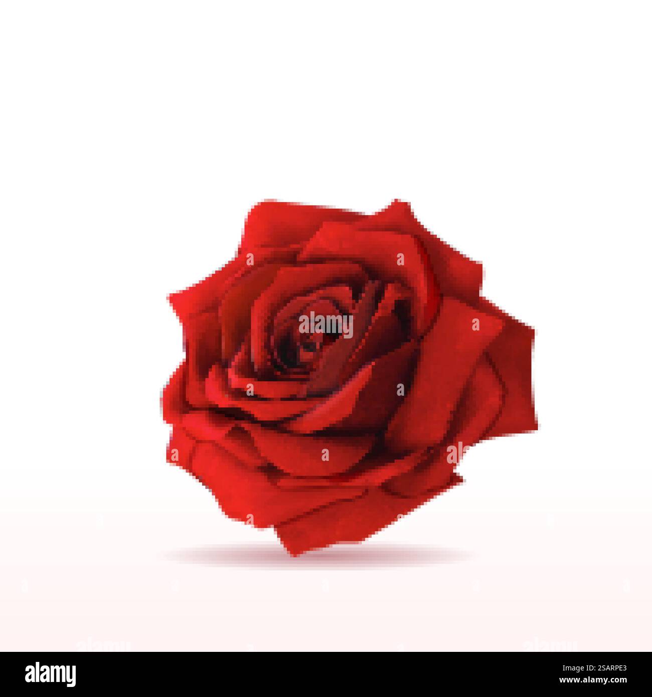 Isolated romantic rose Stock Vector Image & Art - Alamy