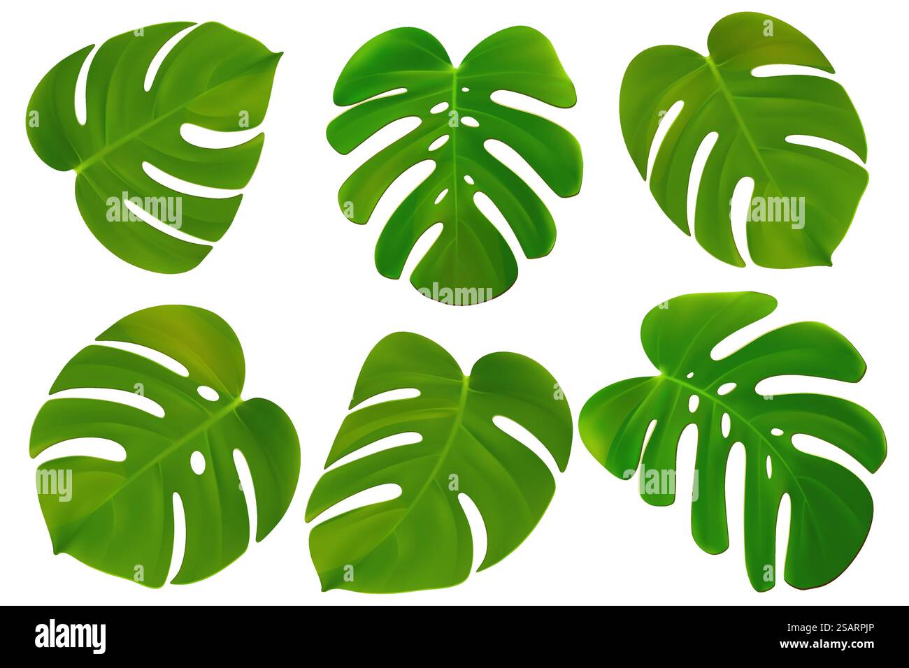 Vector tropical plant monstera Stock Vector Images - Alamy