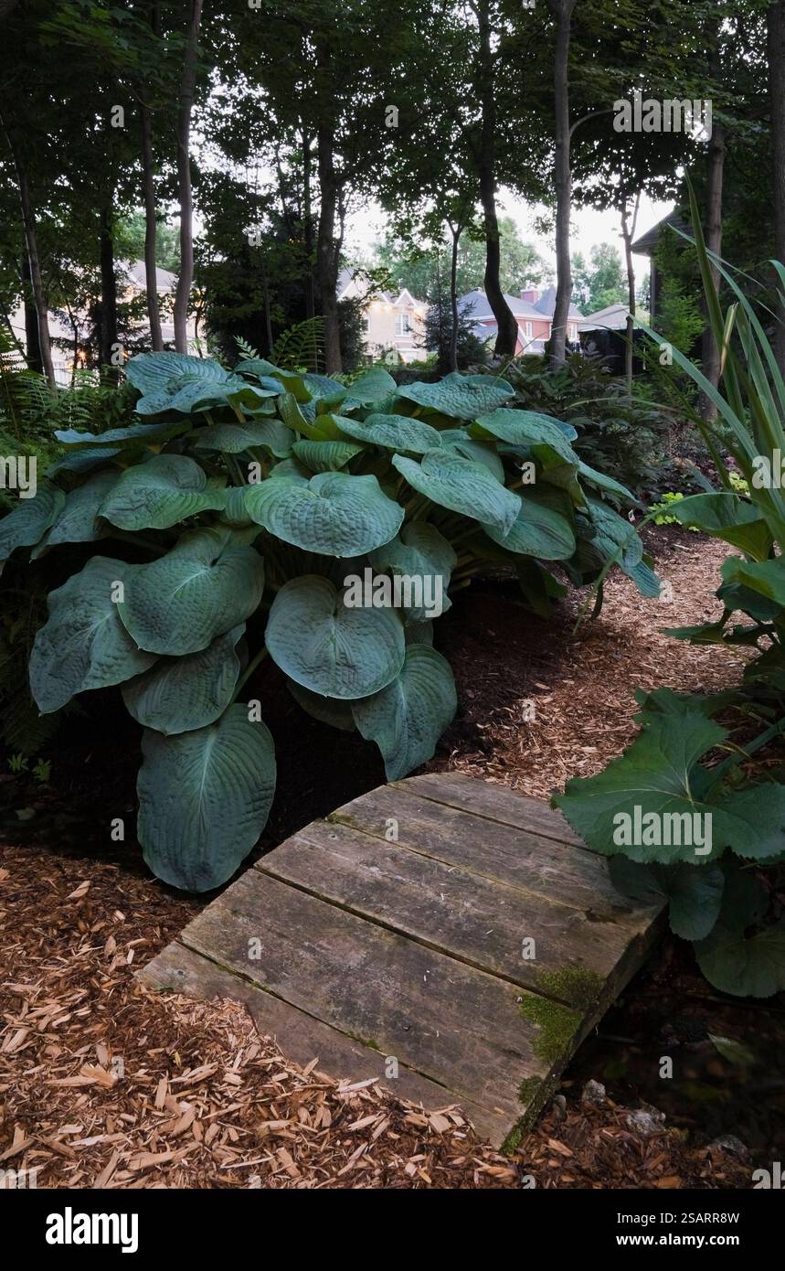 Hosta 'Blue Angel' next to cedar mulch path with wooden footbridge in ...