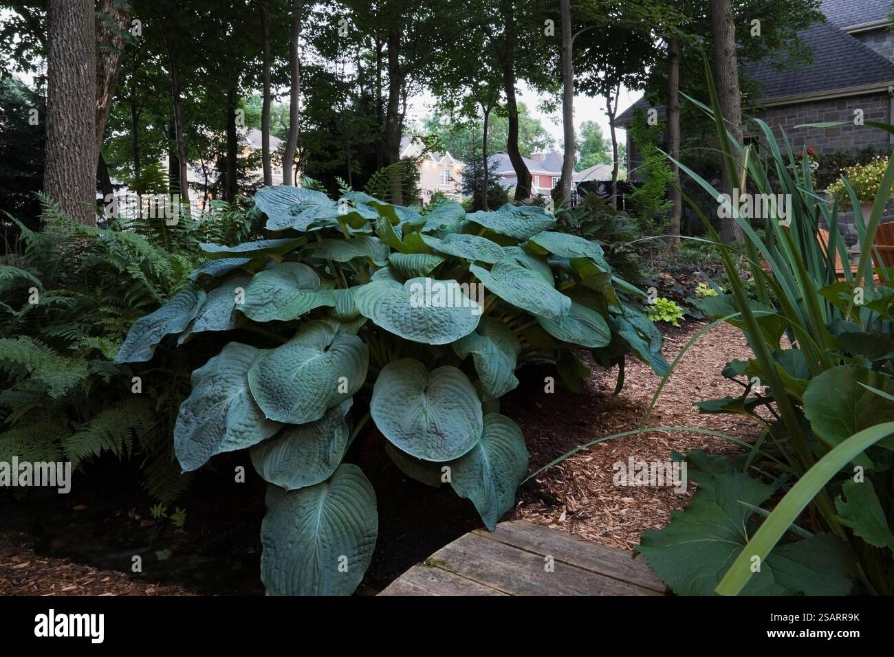 Hosta 'Blue Angel' next to cedar mulch path with wooden footbridge in ...